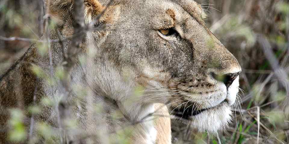 Mikumi Map – Detailed Map of Mikumi National Park