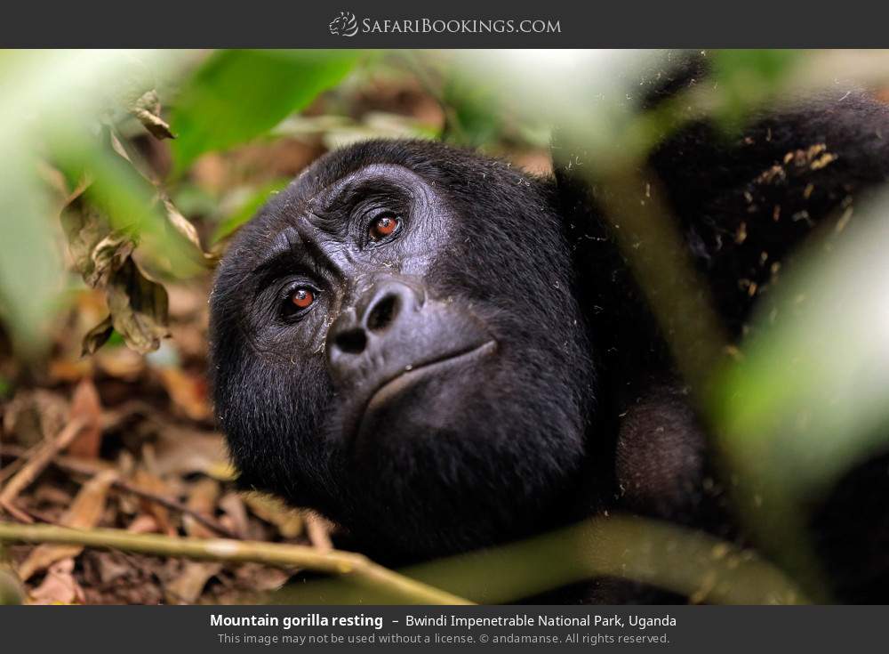 Uganda Safari: 3-Day Gorilla & Golden Monkey Tracking Tour in Uganda