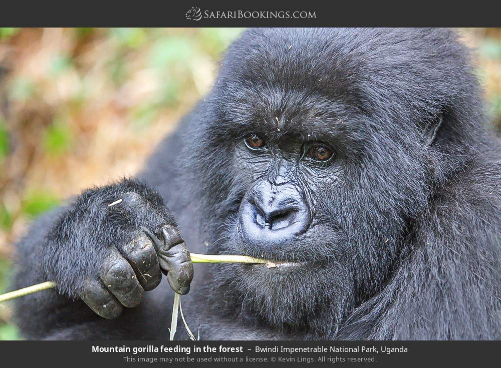 Uganda Safari: 10-Day Uganda Gorilla, Chimpanzee & Wildlife Safari Tour