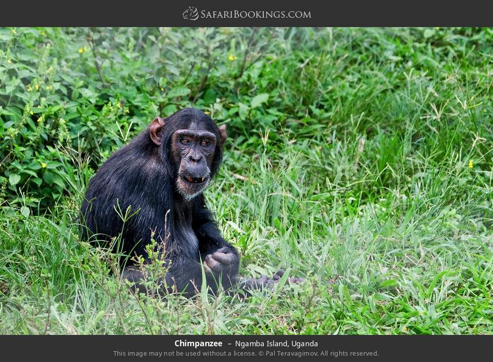 Uganda Safari: 1-Day Chimpanzee Tour | Ngamba Island Sanctuary Trip