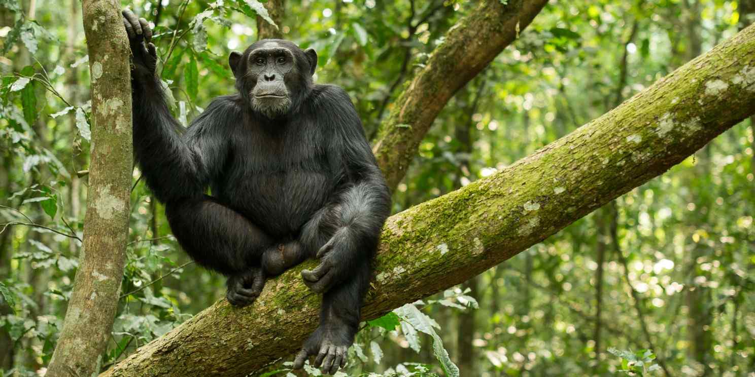 Kibale National Park – Travel Guide, Map & More!