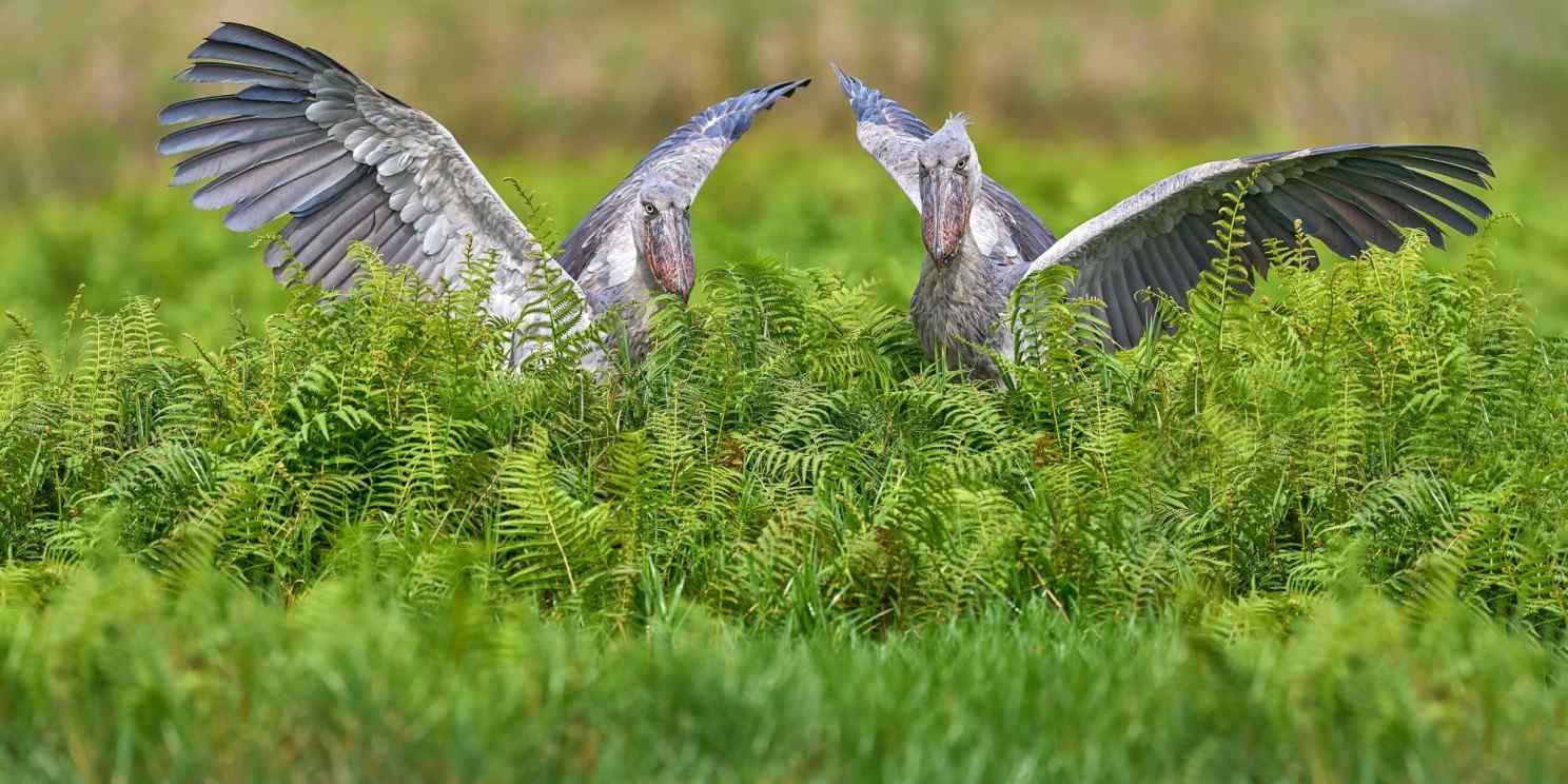 Mabamba Swamp – Best Time To Visit, Wildlife & More!