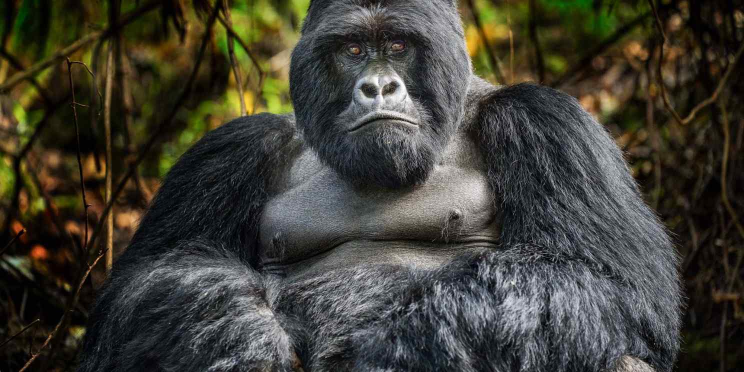 Uganda Animals – Wildlife in Uganda