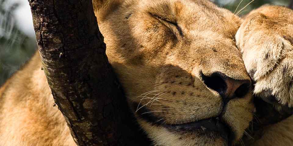Queen Elizabeth National Park – Travel Guide, Map & More!