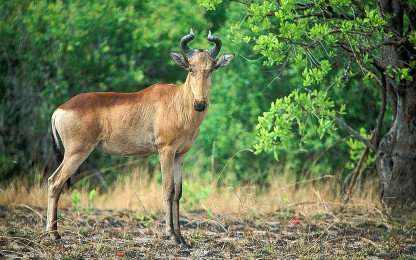 Kafue Photos – Images & pictures