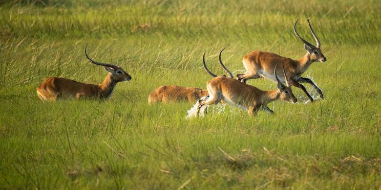 Blue Lagoon National Park – Best Time To Visit, Wildlife & More!