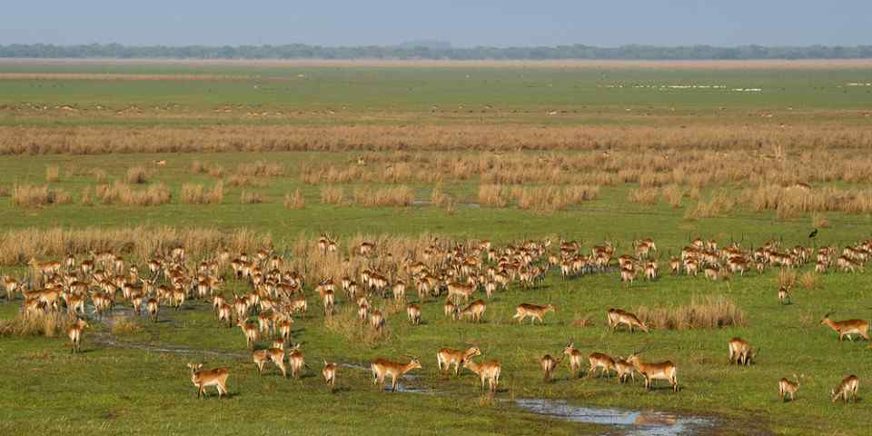 Kafue National Park – Travel Guide, Map & More!