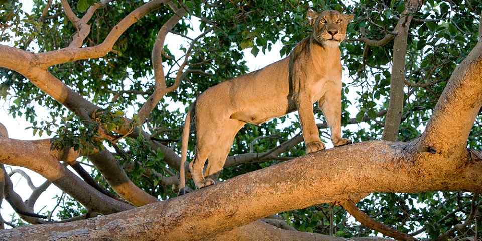 Kafue Map – Detailed Map of Kafue National Park