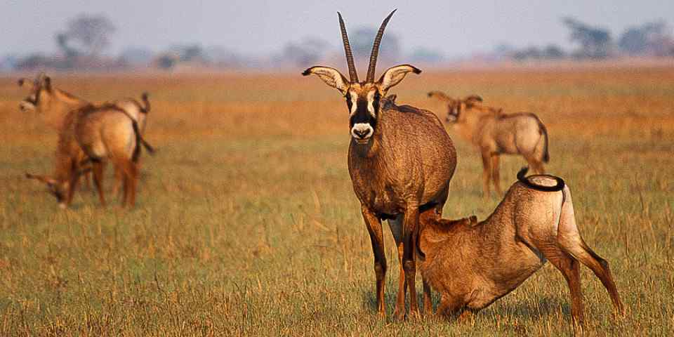 Kafue Map – Detailed Map of Kafue National Park