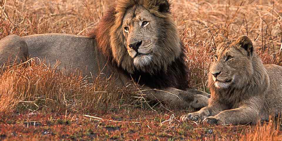 Kafue Map – Detailed Map of Kafue National Park
