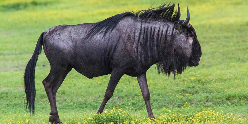 Liuwa Plain Photos – Images & pictures