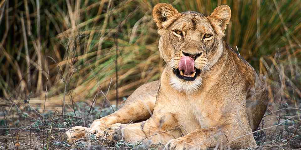 Kafue Map – Detailed Map of Kafue National Park