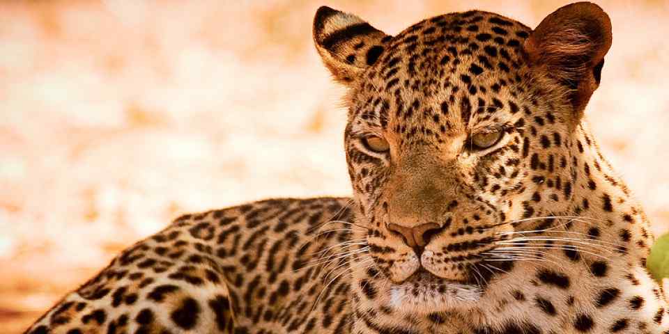 Kafue Map – Detailed Map of Kafue National Park