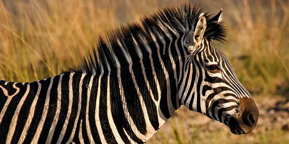 Kafue Map – Detailed Map of Kafue National Park