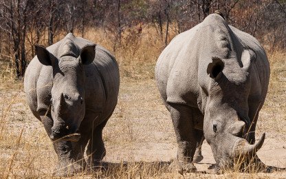 Matobo Photos – Images & Pictures