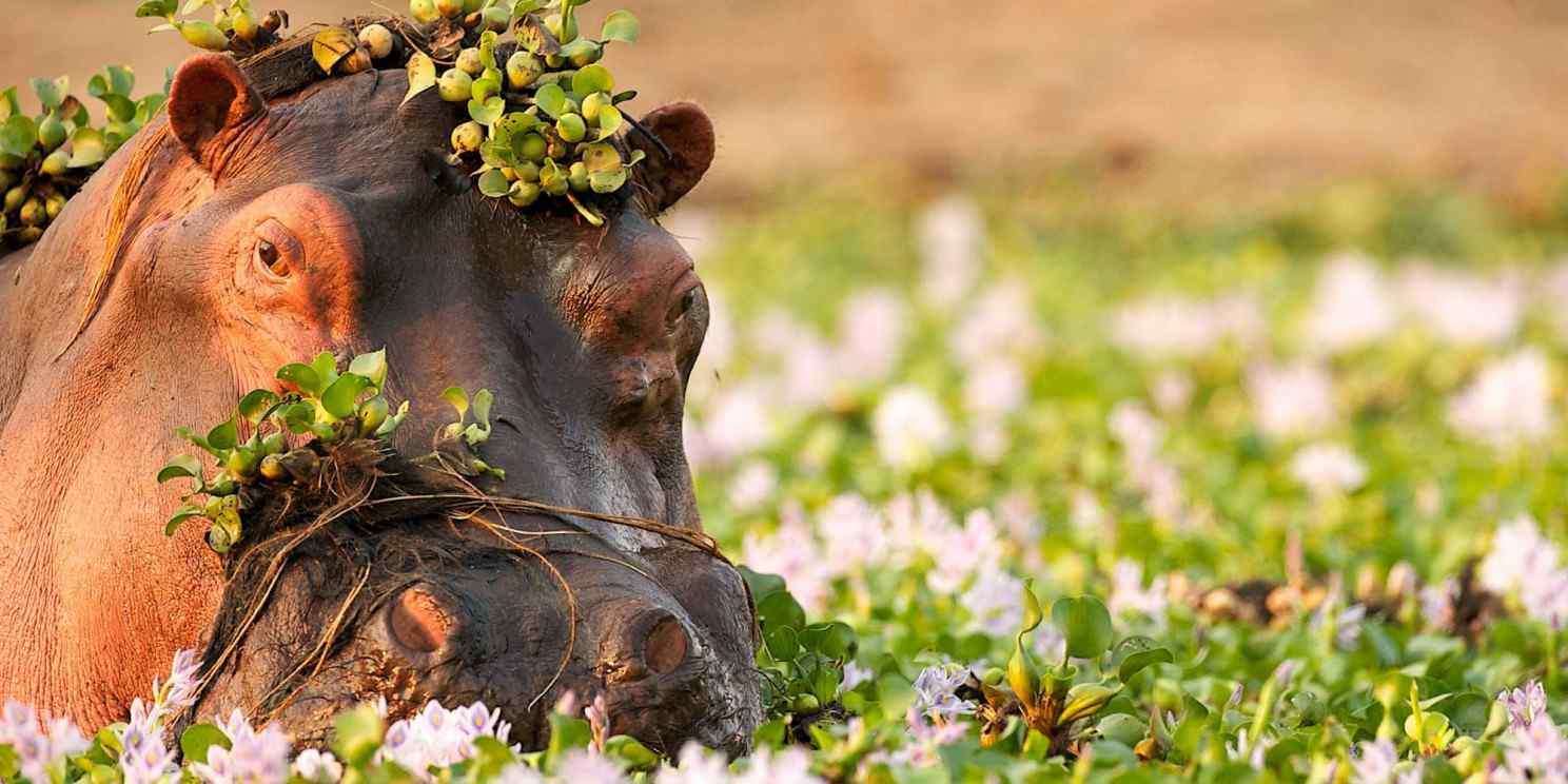 Mana Pools National Park – Travel Guide, Map & More!