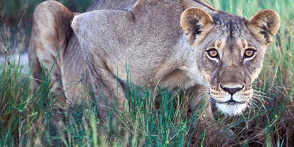 Zimbabwe National Parks & Game Reserves (A-Z List)