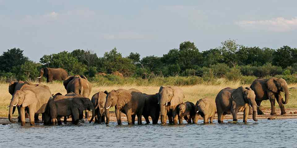 Hwange National Park – Travel Guide, Map & More!