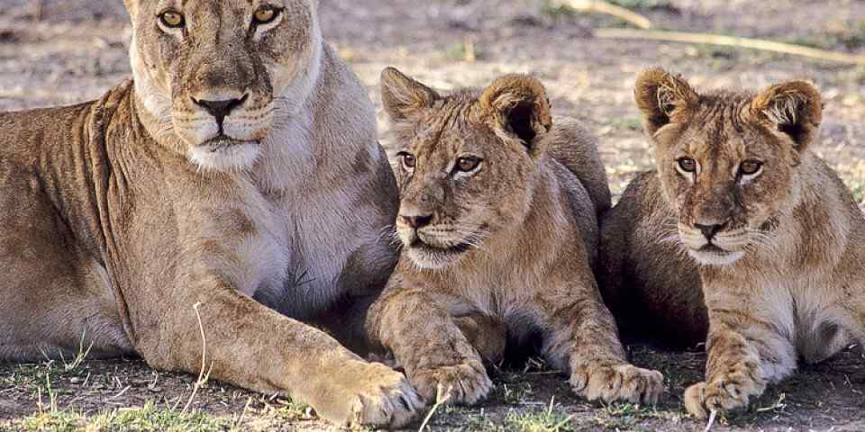 Mana Pools National Park – Travel Guide, Map & More!