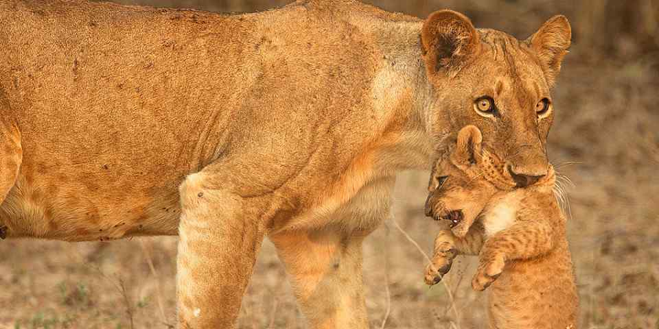 Matobo Map – Detailed Map of Matobo National Park