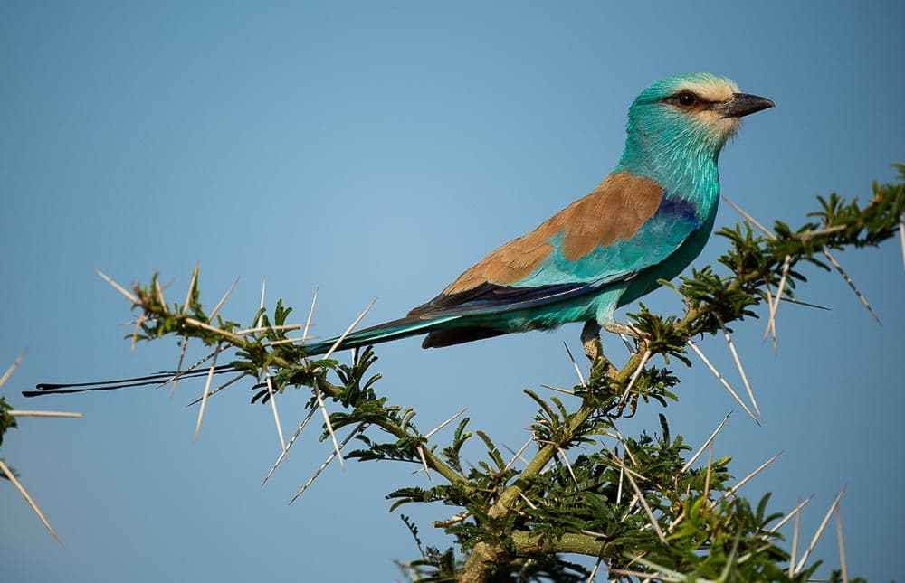 Birding Awash – Birds of Awash National Park