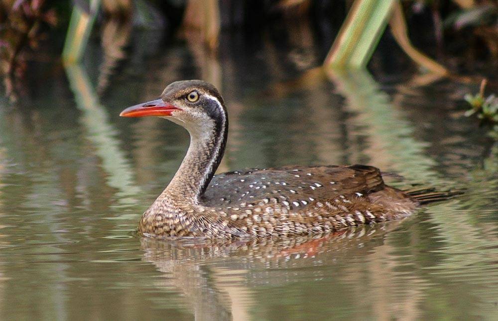 Birding Kafue – Birds of Kafue National Park