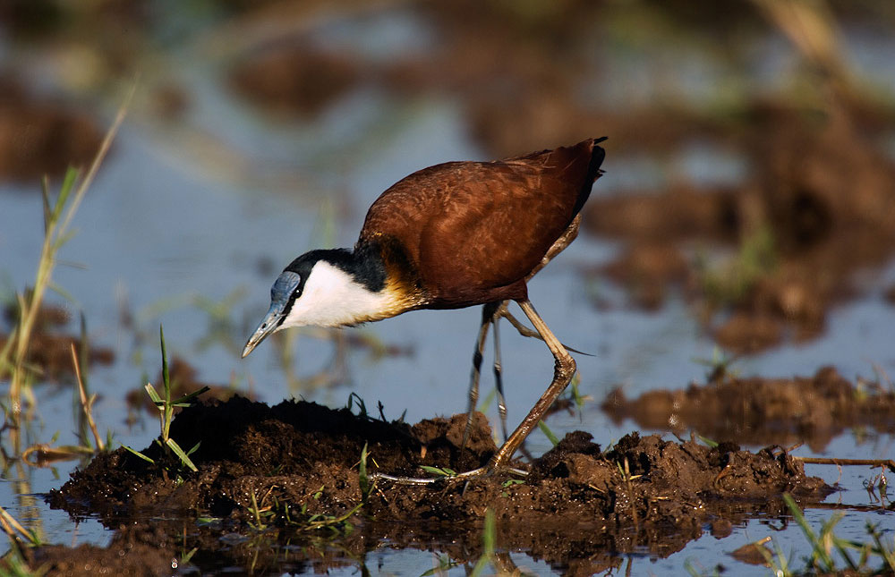 Birding Amboseli – Birds of Amboseli National Park
