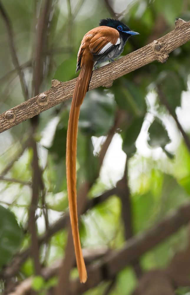 Birding Mgahinga Gorilla – Birds of Mgahinga Gorilla National Park