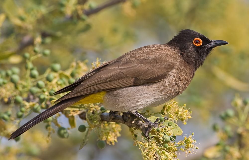 Birding Karoo – Birds of Karoo National Park