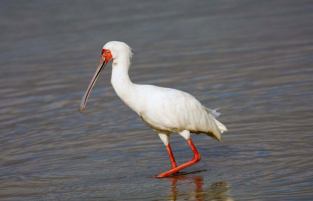Birding Chobe – Birds of Chobe National Park