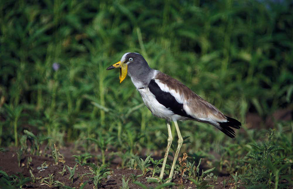 Birding Eswatini – Birds of Eswatini