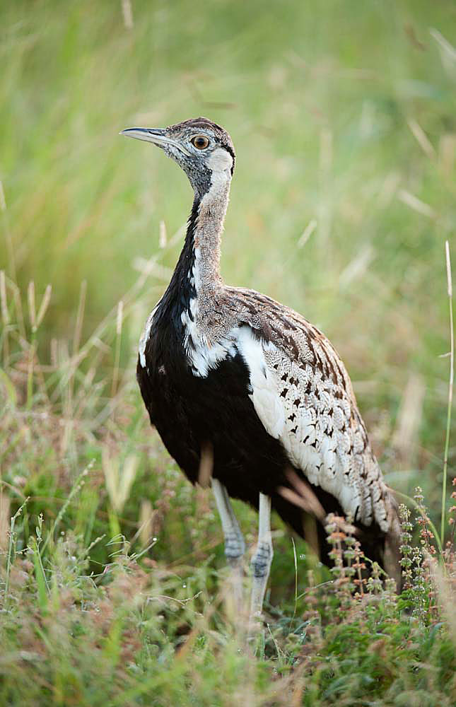 Birding Hluhluwe-Imfolozi – Birds of Hluhluwe-Imfolozi Game Reserve