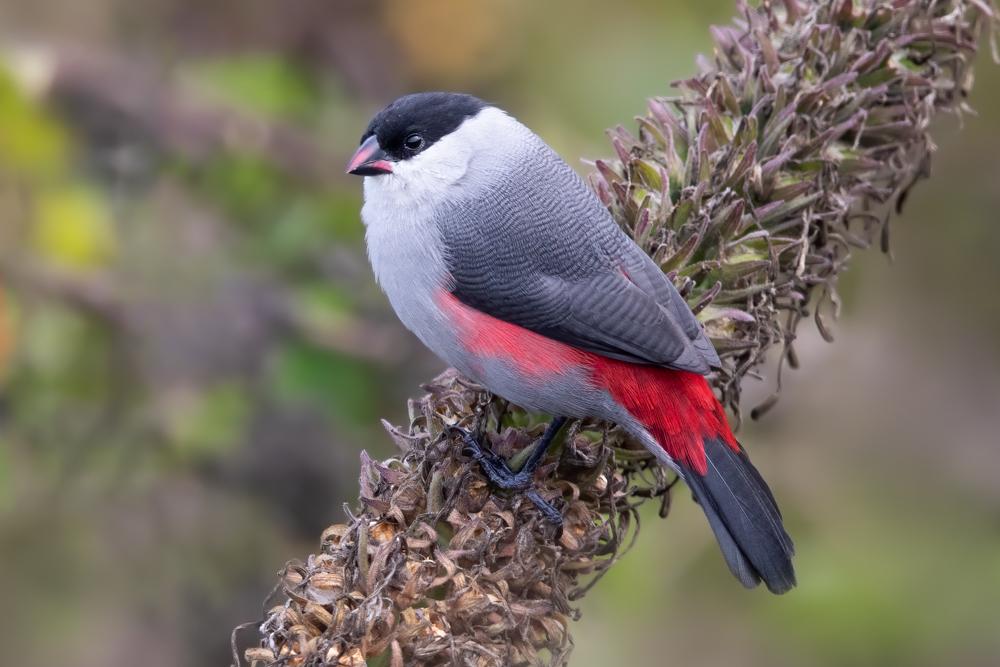Birding Volcanoes NP – Birds of Volcanoes National Park