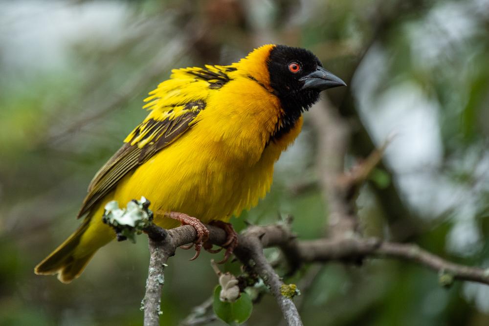 Birding Rwanda – Birds of Rwanda