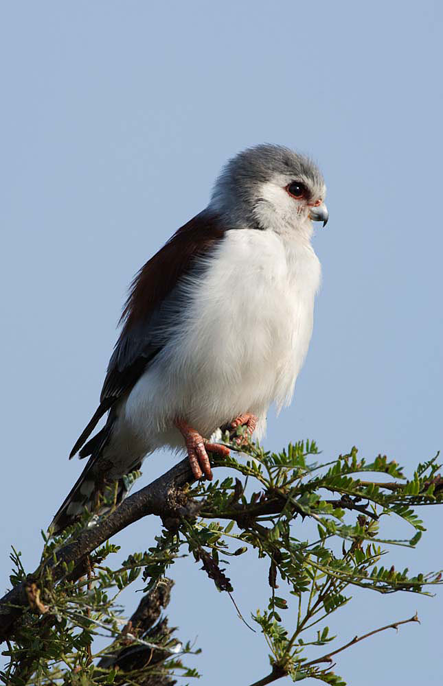 Birding Central Kalahari – Birds of Central Kalahari Game Reserve