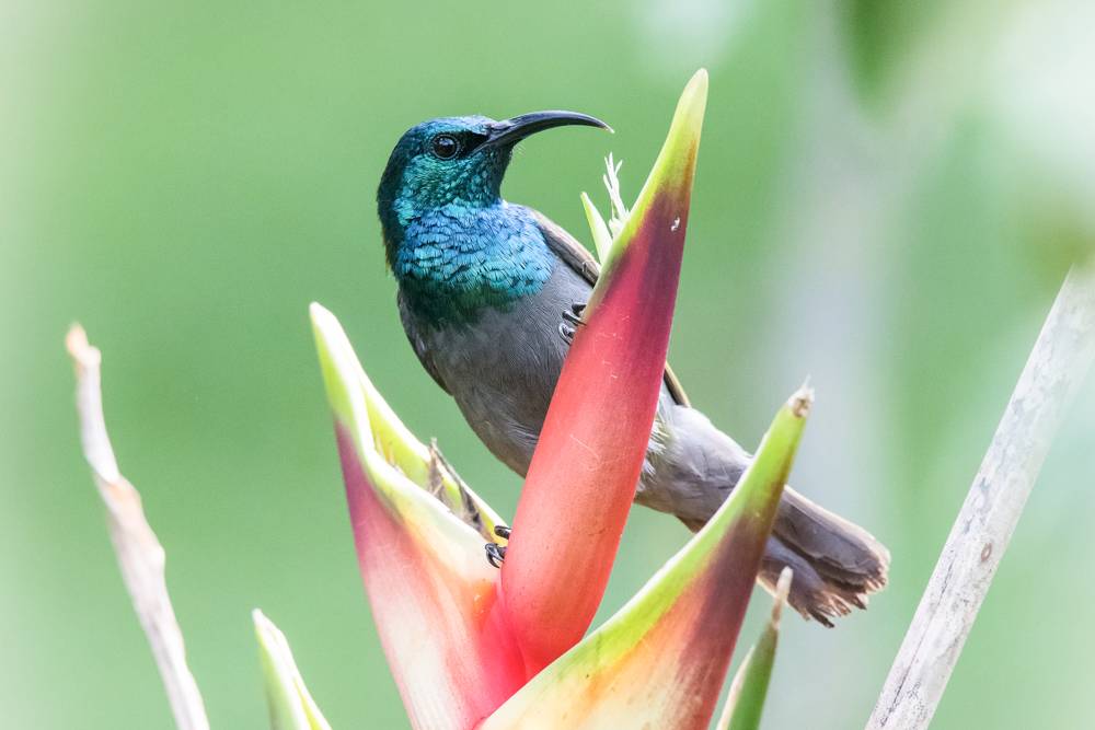 Birding Gishwati-Mukura – Birds of Gishwati-Mukura National Park