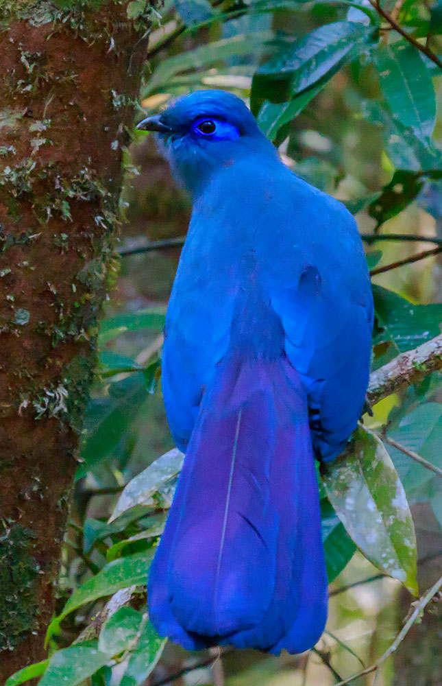 Birding Andasibe-Mantadia – Birds of Andasibe-Mantadia National Park