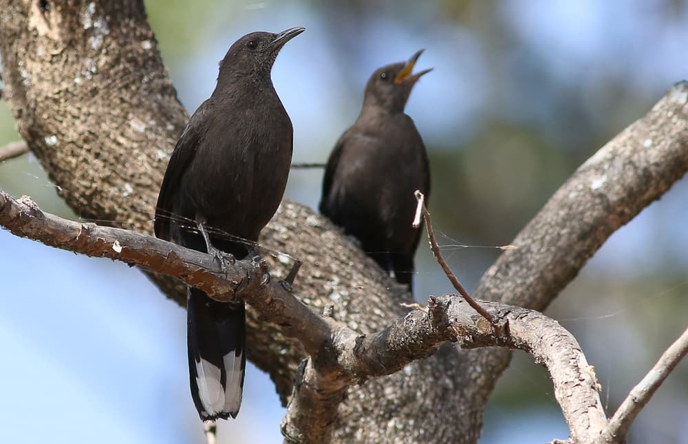 Birding Zimbabwe – Birds of Zimbabwe