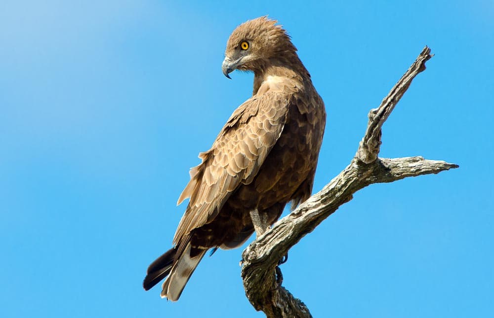 Birding Awash – Birds of Awash National Park