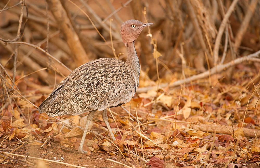 Birding Laikipia Plateau – Birds of Laikipia Plateau