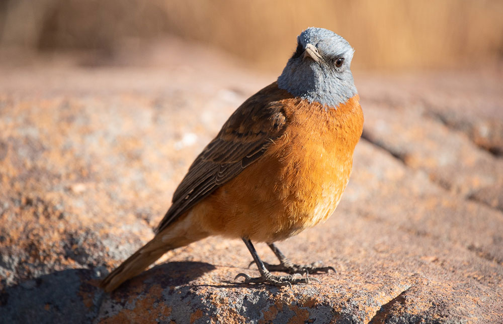 Birding Marakele – Birds of Marakele National Park