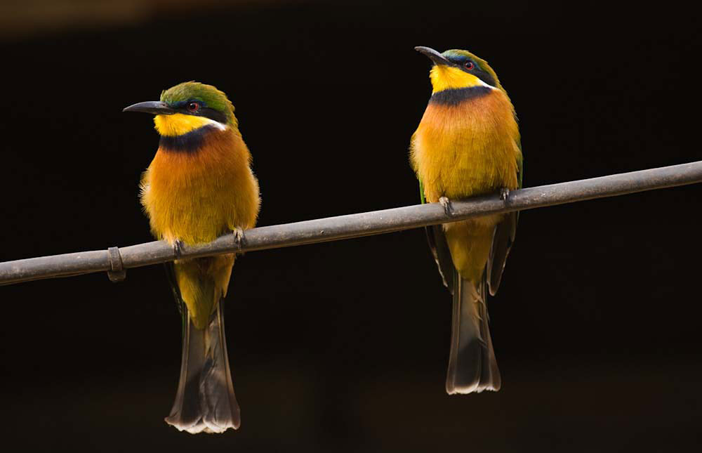 Birding Bwindi Impenetrable NP – Birds of Bwindi Impenetrable National Park