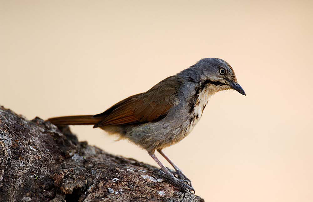 Birding Ruaha – Birds of Ruaha National Park