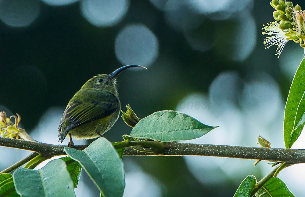 Birding Mitsinjo Forest – Birds of Mitsinjo Forest