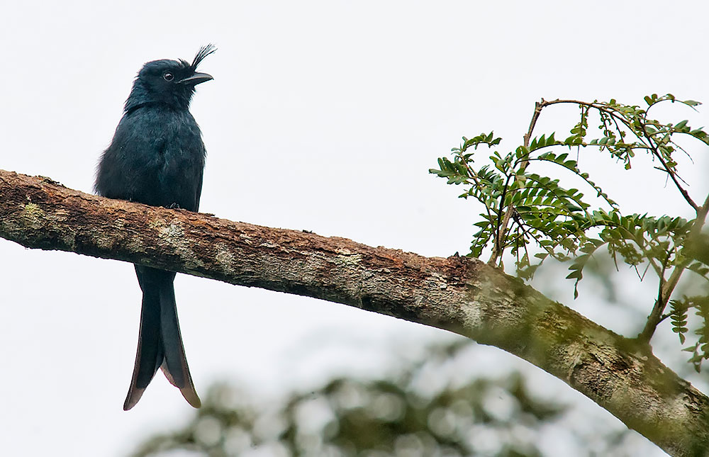 Birding Madagascar – Birds of Madagascar
