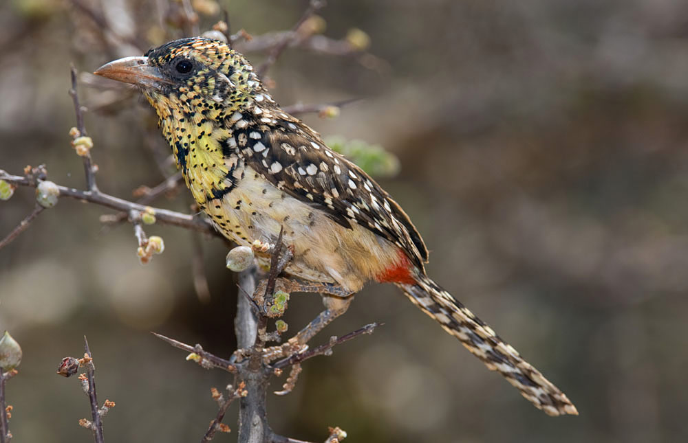 Birding Samburu – Birds of Samburu National Reserve