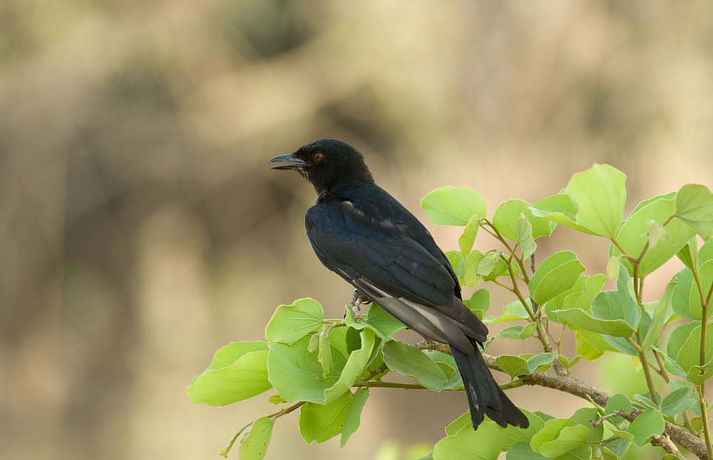 Birding Budongo – Birds of Budongo Forest