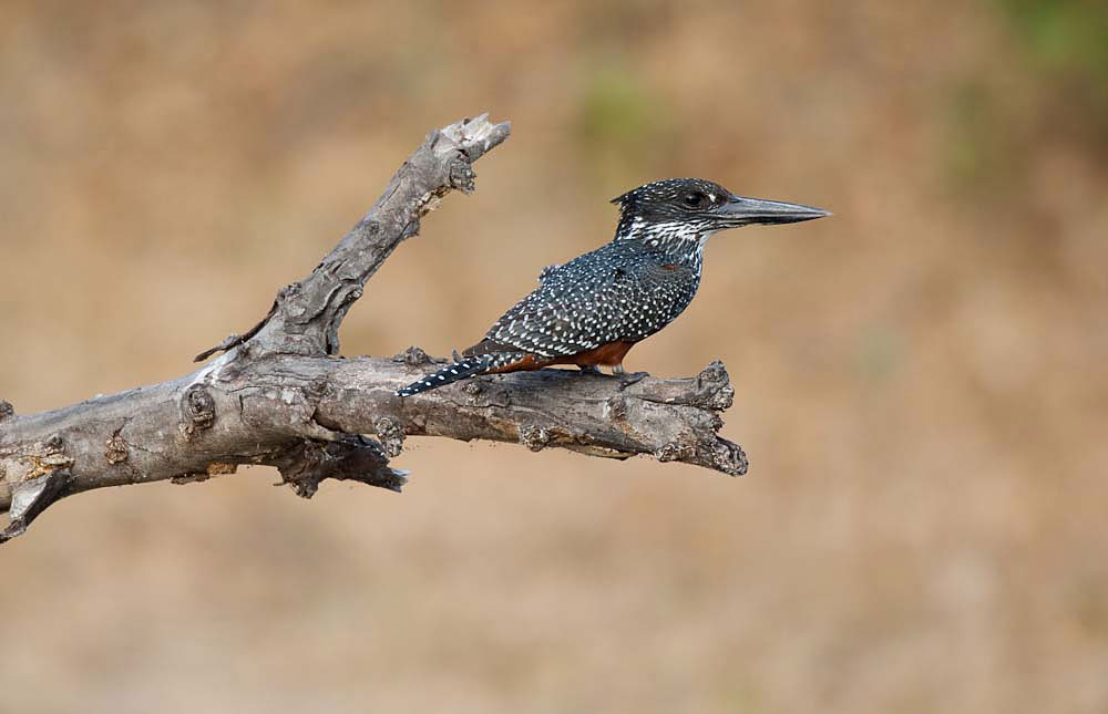 Birding Ruaha – Birds of Ruaha National Park