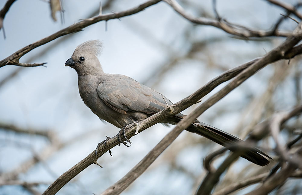 Birding MalaMala – Birds of MalaMala Private Game Reserve