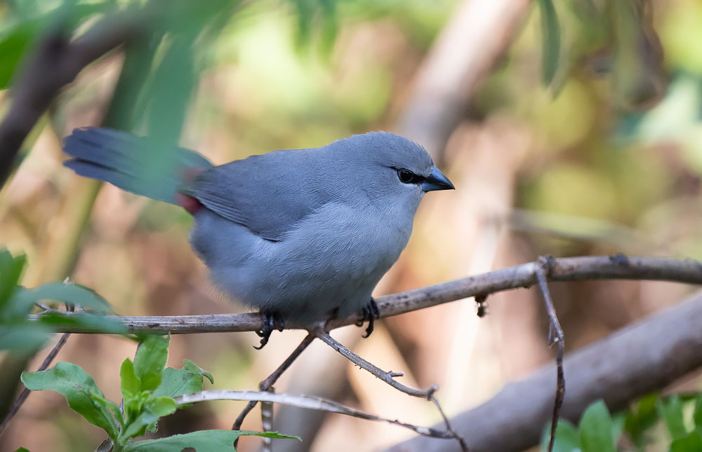 Birding Tembe Elephant Park – Birds of Tembe Elephant Park